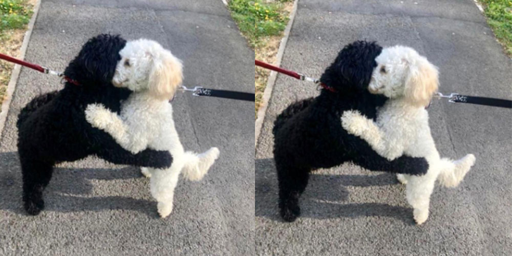 FOTOS: Perritos separados de cachorros se reencuentran y se abrazan ...