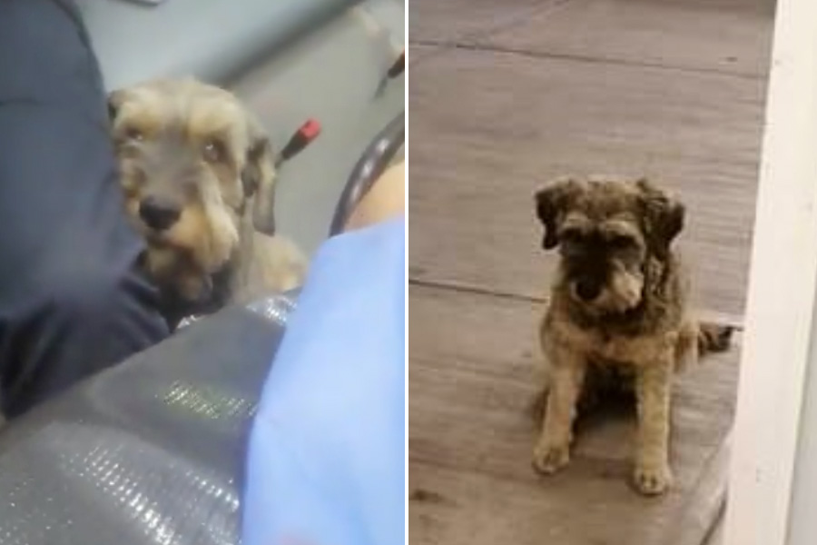 Perrito corre tras ambulancia donde iba su dueño y los paramédicos lo ...