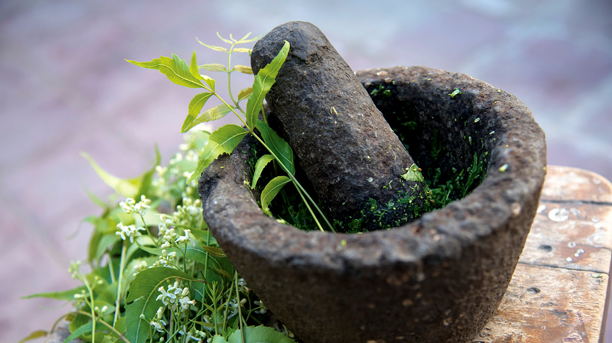 Herbolaria mexicana: hierbas ideales para la relajación, la belleza ¡y más!